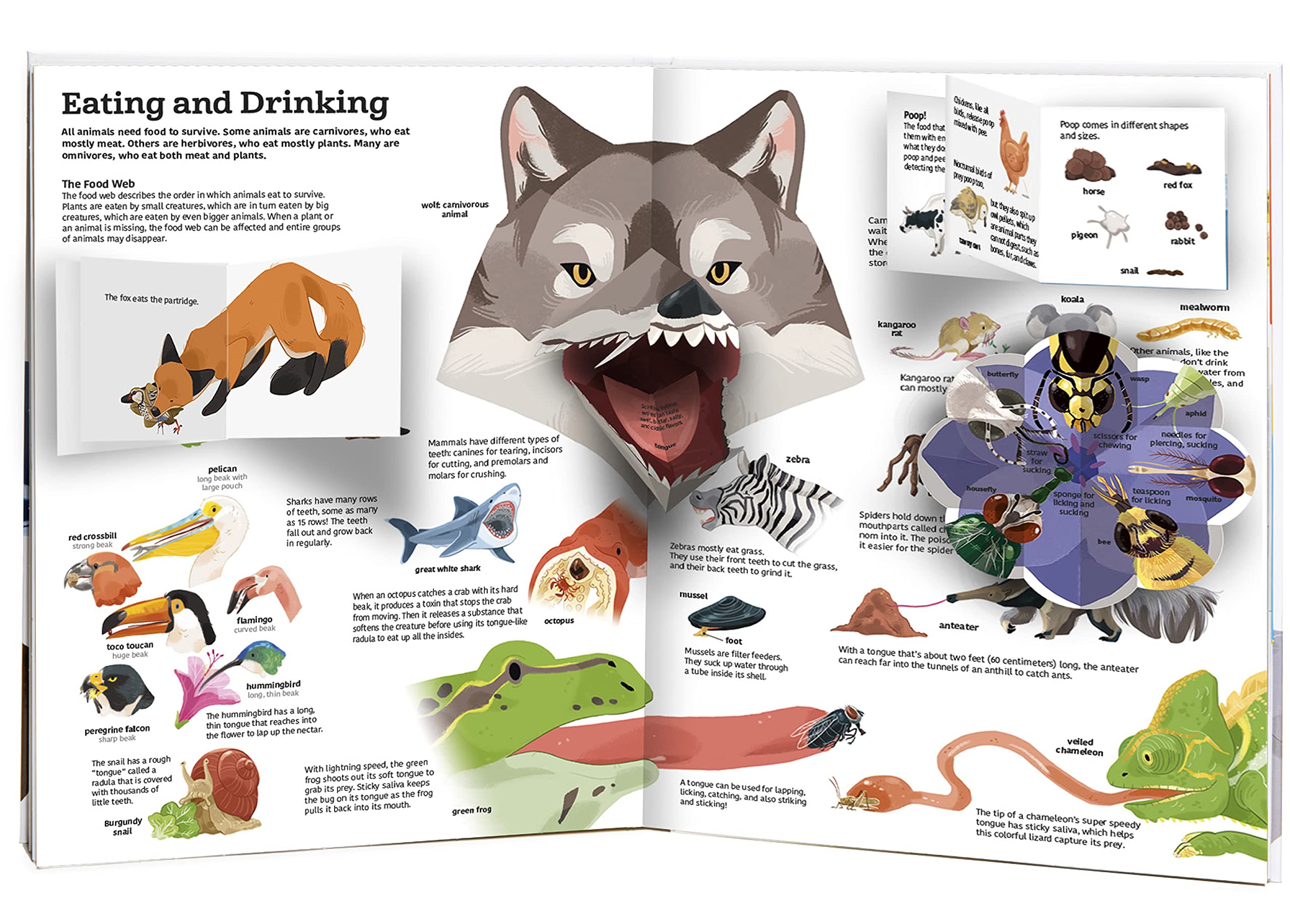 Ultimate Book of Animals – Red Orchard