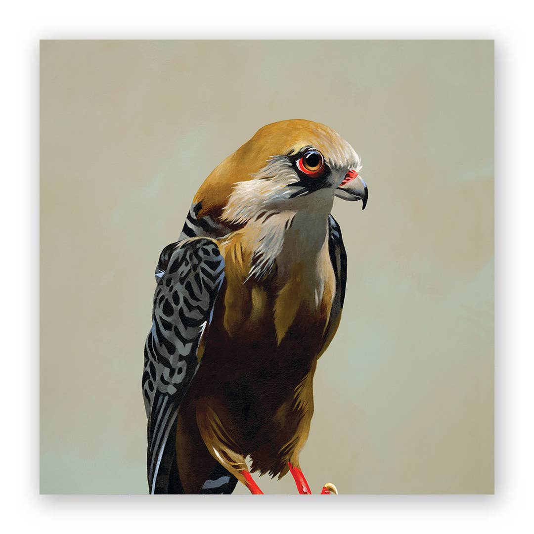 Falcon on Birch – Red Orchard