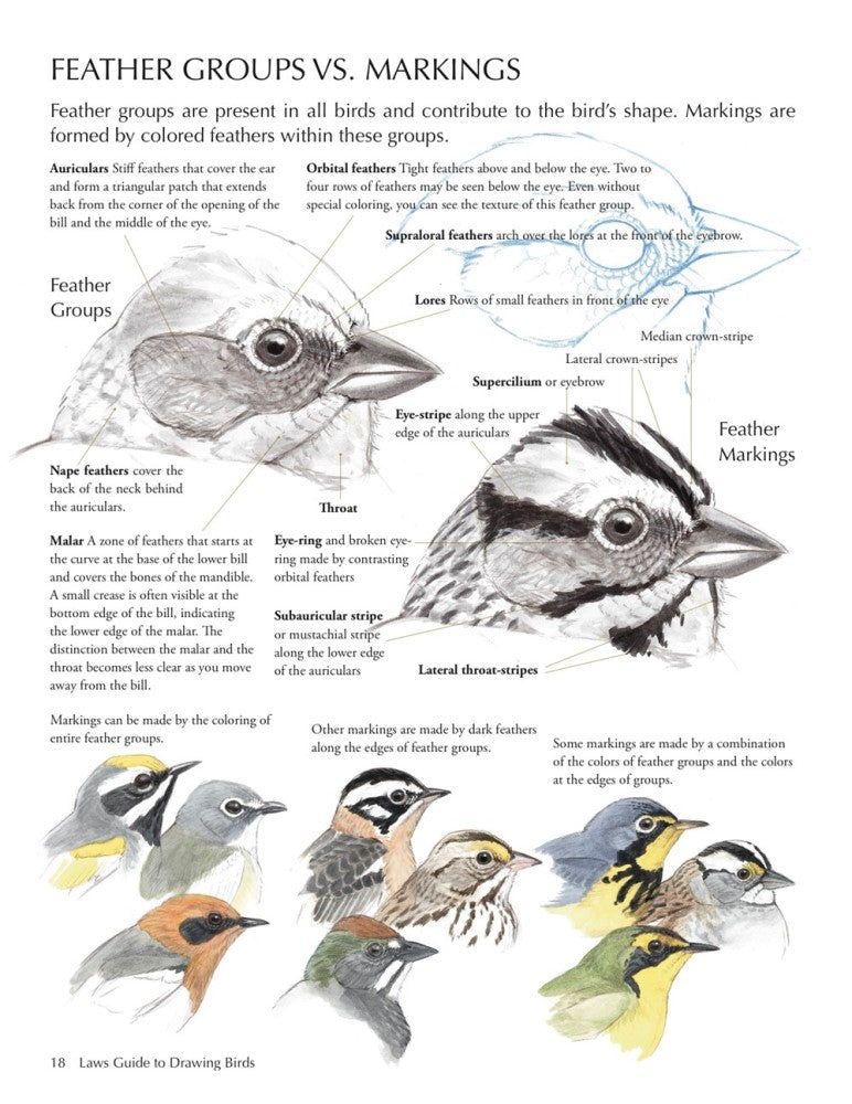 Law's Guide to Drawing Birds – Red Orchard